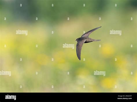 Common Swift Apus Apus Flying Migrating With High Speed Showing