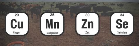Cattle Mineral Supplementation Archives Riomax® 360