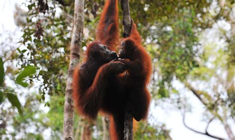 5 Primata Paling Cerdas Yang Ada Di Planet Bumi Sudah Tahu Belum