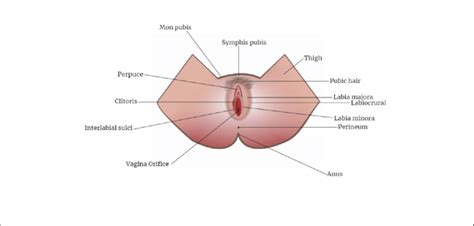 Female Reproductive Anatomy External