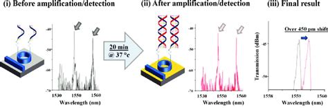 Rpa In Combination With Silicon Microring Resonator Smr Based Download Scientific Diagram