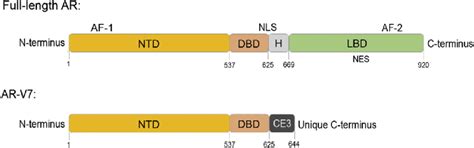 General Protein Structures Of Androgen Receptor Ar And Ar V7