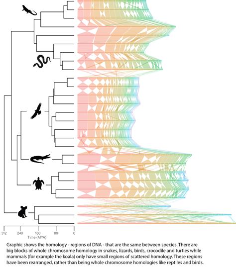 Microchromosomes Central Players In Vertebrate Evolution Georges Lab