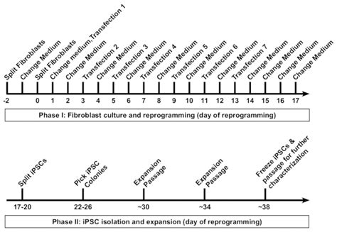 rna based reprogramming of human primary fibroblasts into induced