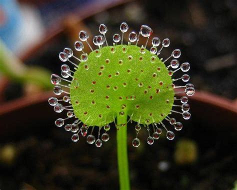 Amazing Drosera Prolifera Also Known As The Rosetted Sundew Is A