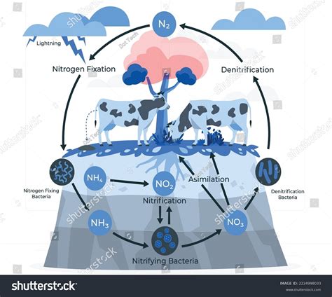 Nitrogen Cycle Nature Cycle Nitrogen Vector Stock Vector Royalty Free