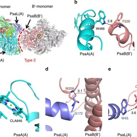 Interactions At The Type 1 Interface A Structure Of A Dimer Unit