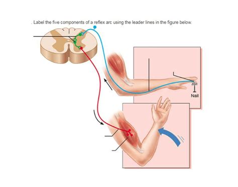 Polysynaptic Reflex Quiz