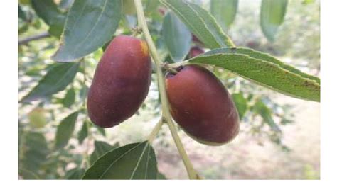 Lingwu Long Jujubes Natural Image Download Scientific Diagram