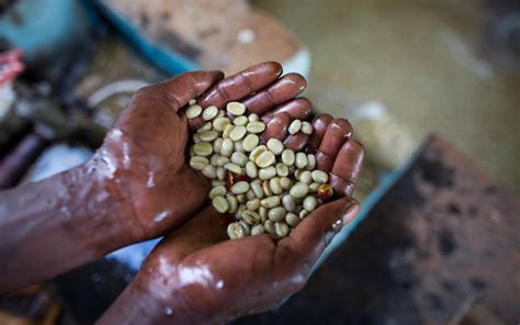 How Can Controlled Fermentation Processing Methods Enhance Coffee Flavour And Quality