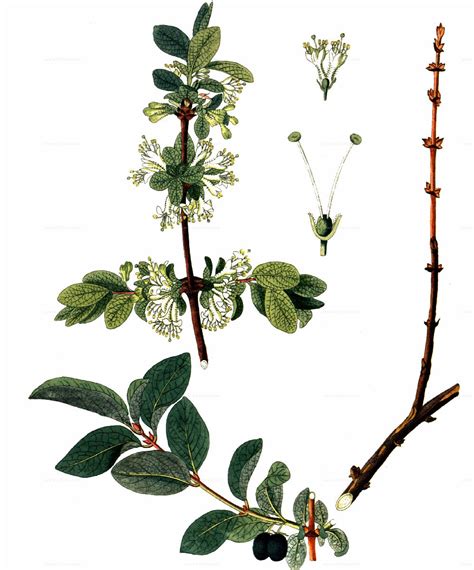 Suche Nach Arten Blaue Heckenkirsche Lonicera Caerulea L