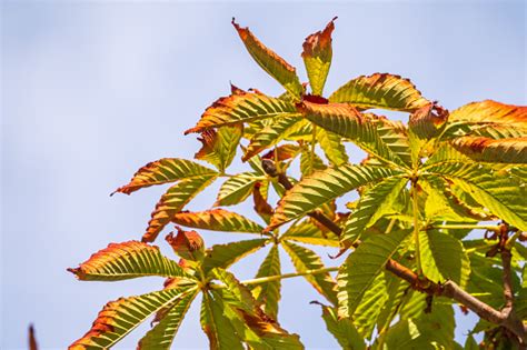 말 밤 잎은 건조하기 시작하고 푸른 하늘 배경에 가장자리에서 곱슬 곱슬 잎의 색상은 녹색에서 노란색으로 매끄럽게 변경된 다음 갈색으로 바뀝습니다 초가을 선택적 초점 0명에