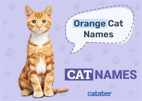 190 Stray Cat Names Unique Options For Your New Friend Catster