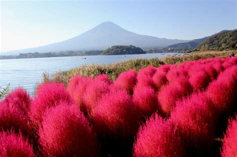 富士山富士五湖なんかの投稿画像 朝日に輝くコキアと富士