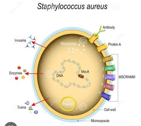 Difference Between The Staphylococcus Streptococcus