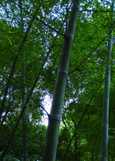 毛竹 罗浮山野生动植物 图片