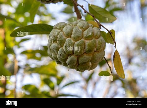 Buah Nona Annona Squamosa That Has Not Been Picked From The Tree