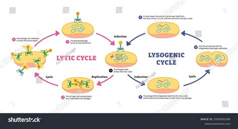 Different Lytic Cycle Lysogenic Cycle Cell Stock Vector Royalty Free 2593501169 Shutterstock
