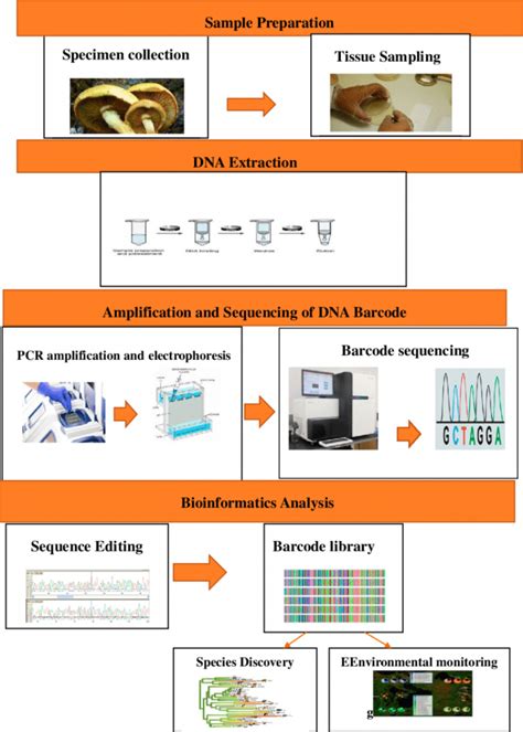 DNA Barcoding Transforming Species Identification Plantlet