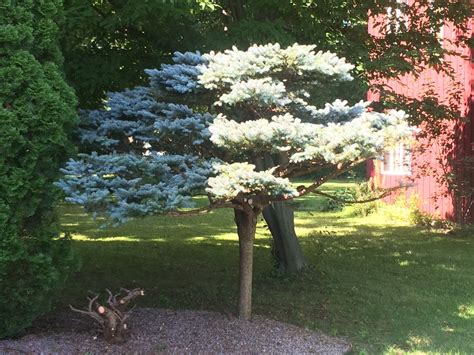 Aesthetic Pruning Land Art Fine Gardening Aesthetic Pruning Land Art Fine Gardening