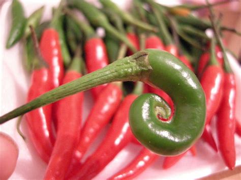 The Fibonacci Sequence In Nature • Insteading Stuffed Peppers Food