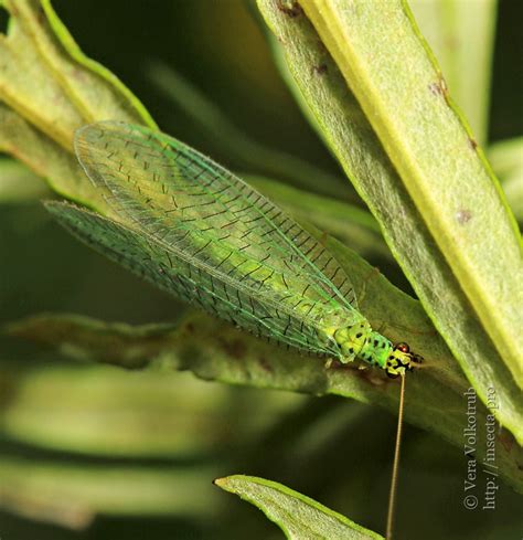 Photo 79169 Chrysopa Intima