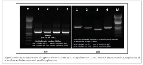 Isolation Of Cryptococcus Laurentii From Mastitic Milk Samples Of