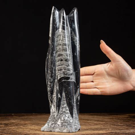 Orthoceras Tower Shaped The Art Of Nature Ort 23