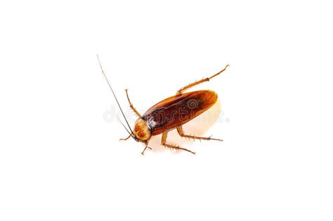 Poisoned And Dying Cockroach On White Background Stock Image Image Of Antenna Head 316008373