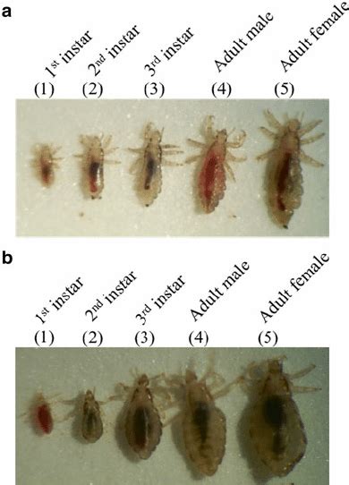 Body Lice Pictures Actual Size