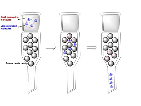 Gradient Elution In Size Exclusion Chromatography At Nicholas Mckillop Blog