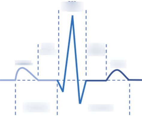 Physiology Lab Final Diagram Quizlet