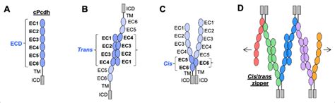 Clustered Protocadherin Cpcdh Domain Organization And Extracellular