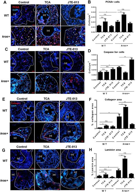 Effect Of Cholangiocyte Activation And Inhibition On Hepatocyte Download Scientific Diagram