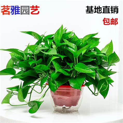 红盆储水绿萝基地直销180绿萝盆栽懒人青叶茗雅绿萝批发 阿里巴巴