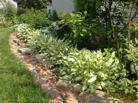 Как выбрать для сада растения с красивыми листьями 7 особенно удачных вариантов Сад Растения