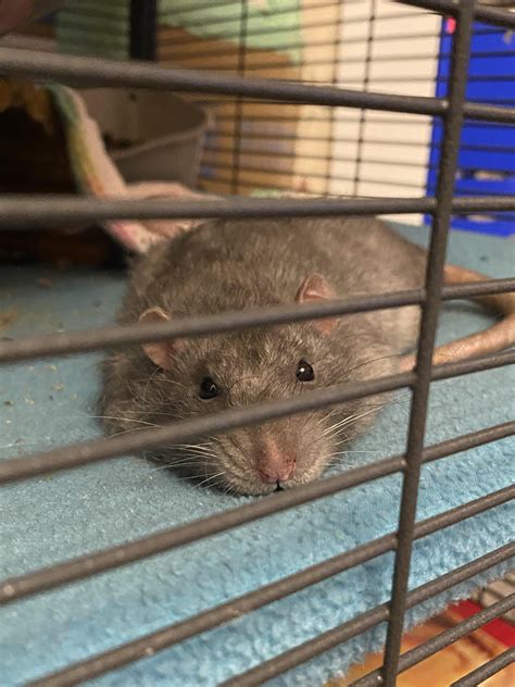 Flat Rat R Flatfuckfriday