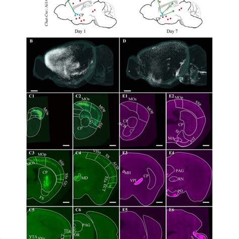 Brain Wide Distribution Of The Cholinergic Neurons And The Inputs Of Download Scientific
