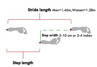 Gait Measurement Stride And Step Length Flashcards Quizlet