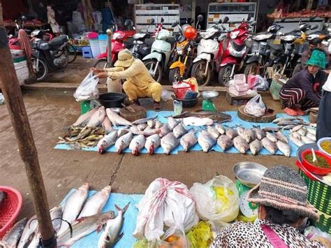 ត្រីមេពូជធំៗរួមទាំងប្រភេទត្រីចិត្តផុតពូជនៅដងទន្លេមេគង្គលើត្រូវបានគេនេសាទមកលក់នៅលើទីផ្សារខេត្តស្ទ