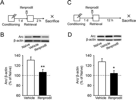 Late Arc Arg3 1 Expression In The Basolateral Amygdala Is Essential For Persistence Of Newly