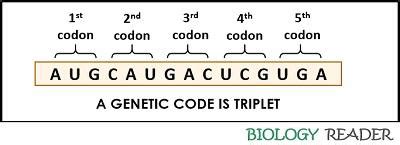 What Are Genetic Codons Definition Key Terms Chart Properties Biology Reader