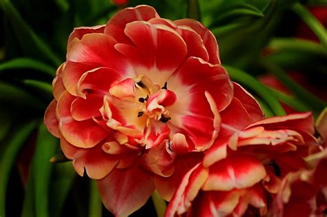 Сердце тюльпана ФотоДрузья ВКонтакте