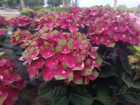 Hydrangea Macrophylla Rembrandt® Rosso Glory