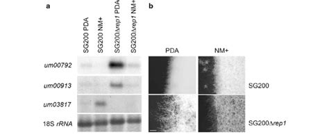 Inactivation Of Rep1 Results In Reduced Aerial Hyphae Formation And In