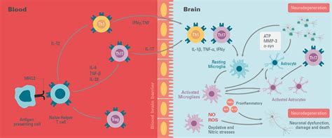 The Role Of Immune Dysregulation And Mitochondrial Dysfunction In