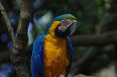 아라 앵무새 새 Pixabay의 무료 사진 Pixabay