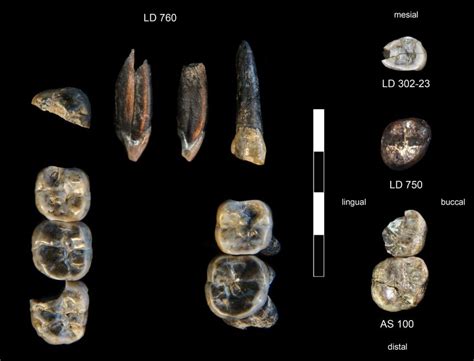 Two Types Of Ancient Human Ancestors Coexisted More Than 2 Million