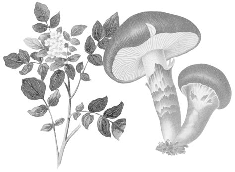 Notion Workflow Training And Digital Ecosystems Marie Poulin