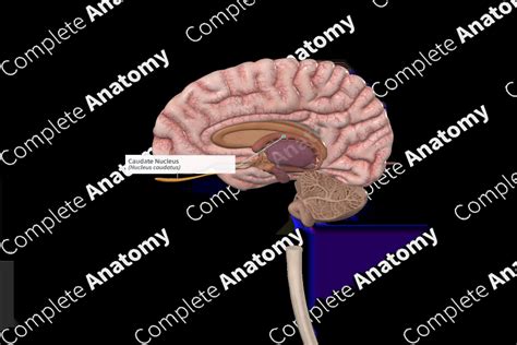 Caudate Nucleus Complete Anatomy